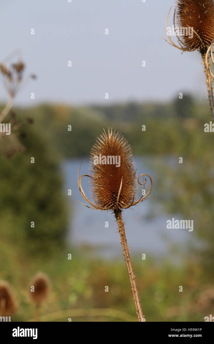 Individual thistle hi-res stock photography and images - Alamy