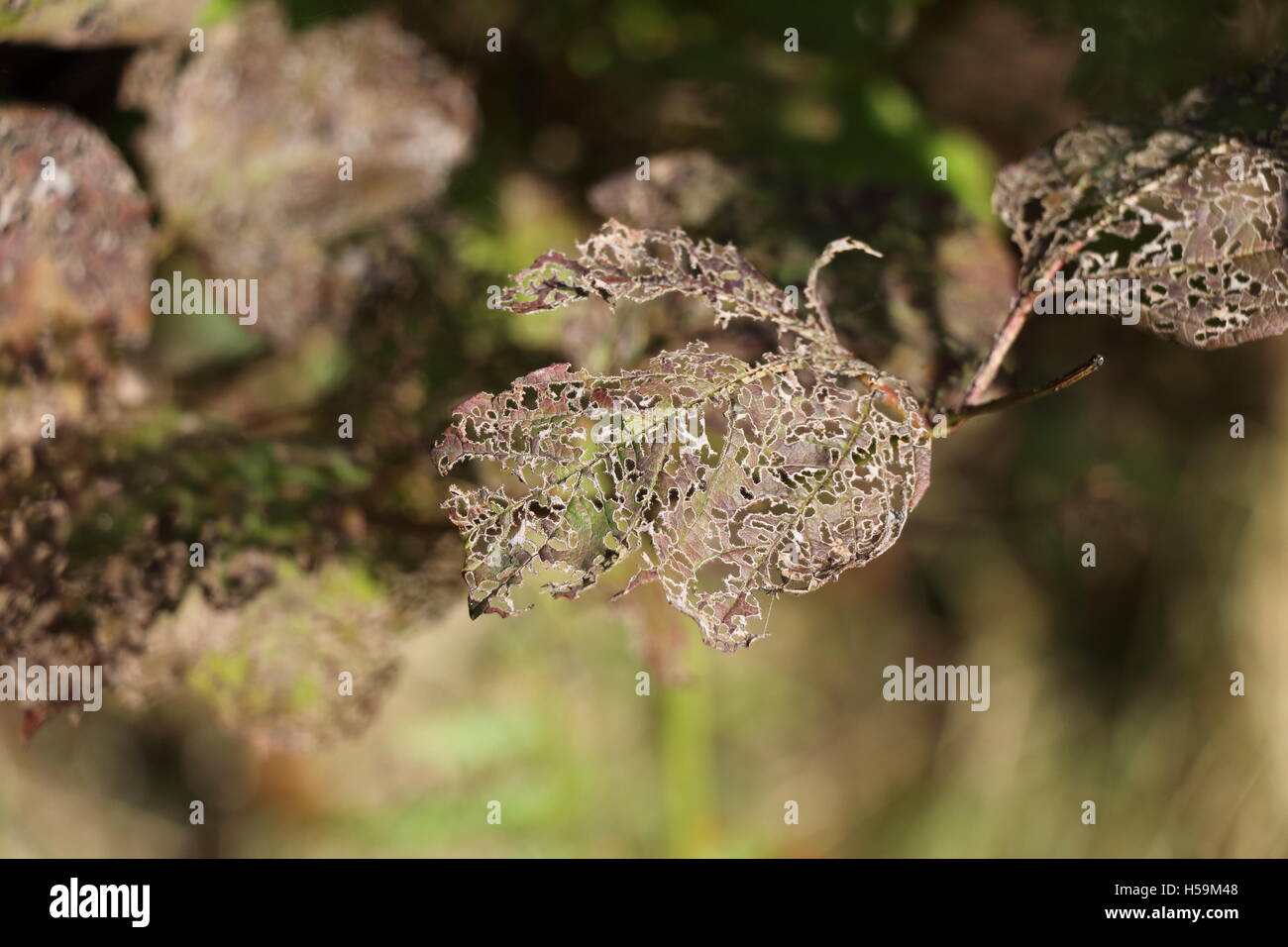 Decayed structure hi-res stock photography and images - Alamy