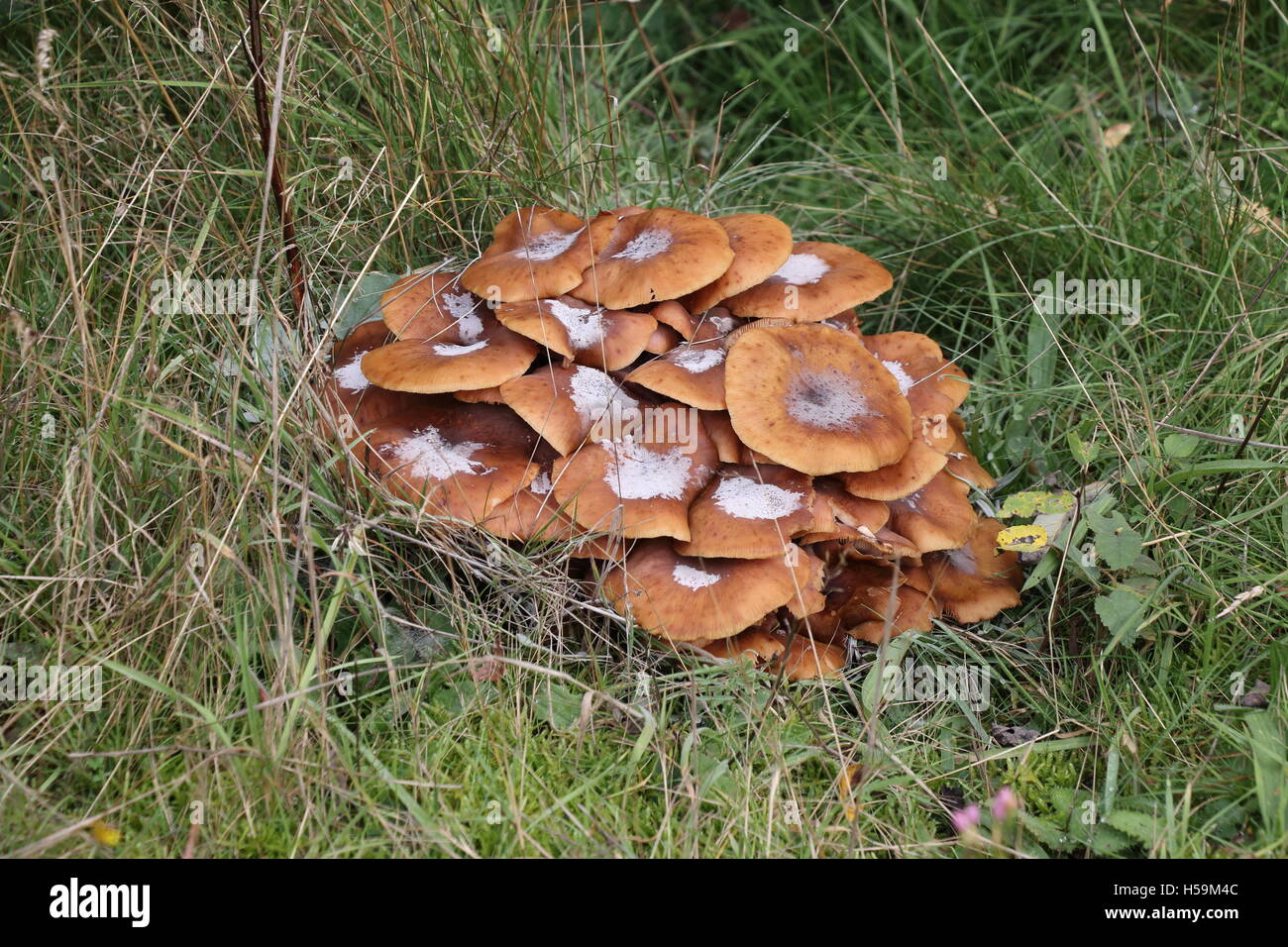Fungi in field Stock Photo - Alamy