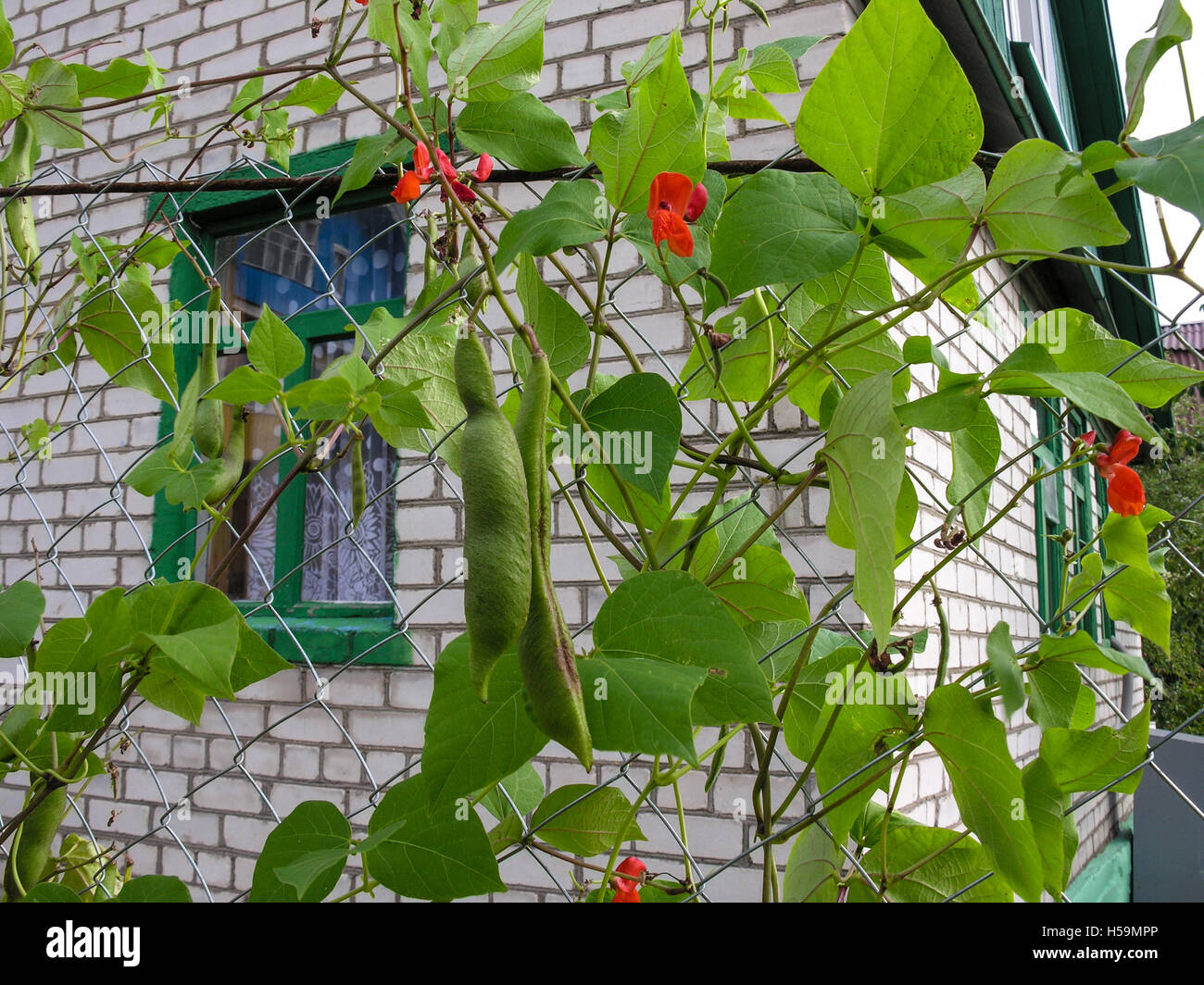 Curly decorative beans decorated with a grid Stock Photo - Alamy