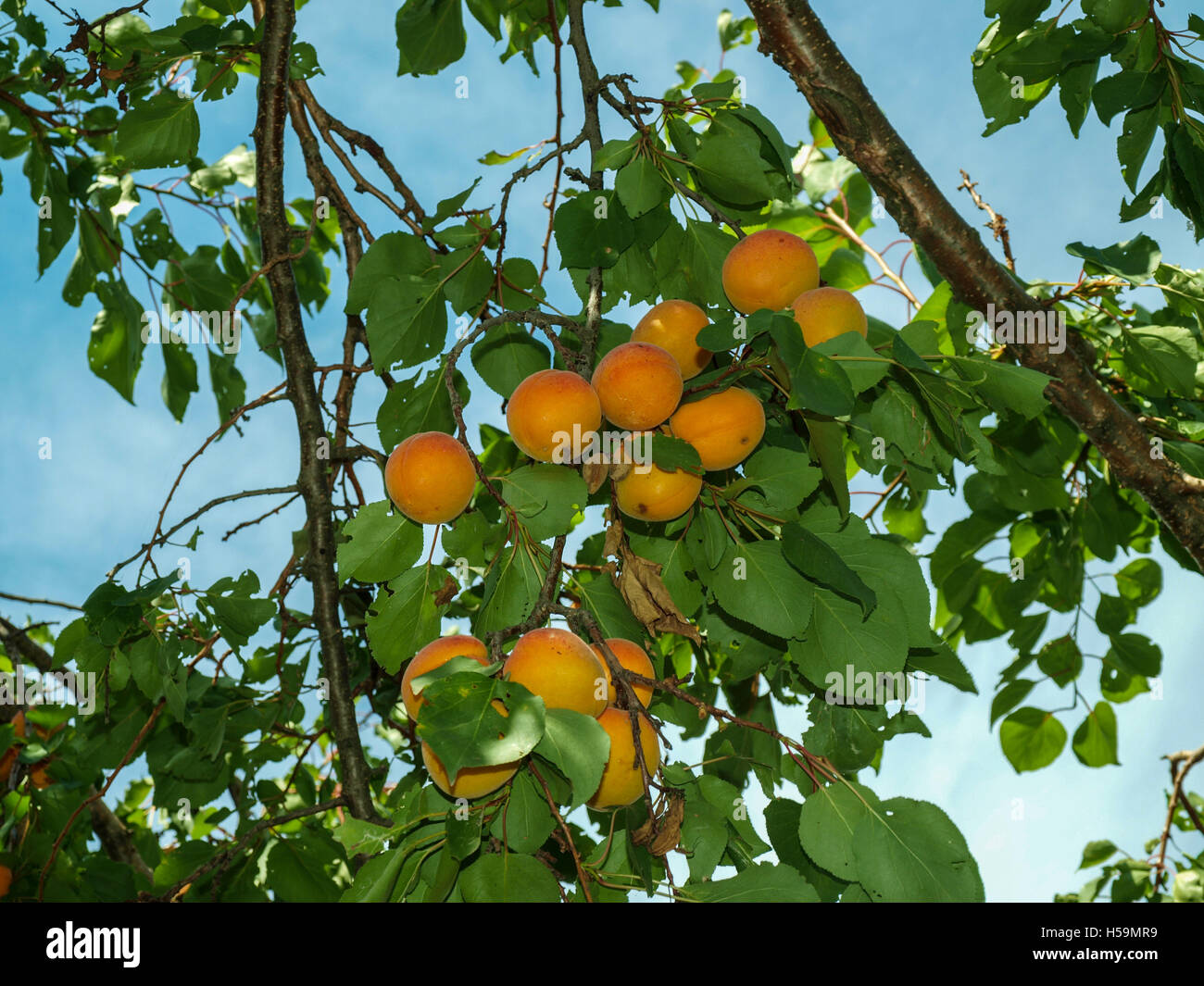 The apricot village hi-res stock photography and images - Alamy