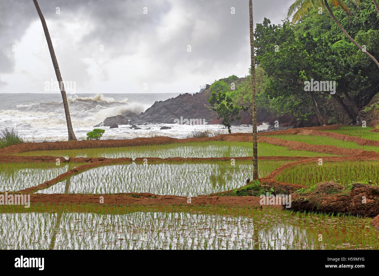 Paddy field goa hi-res stock photography and images - Alamy