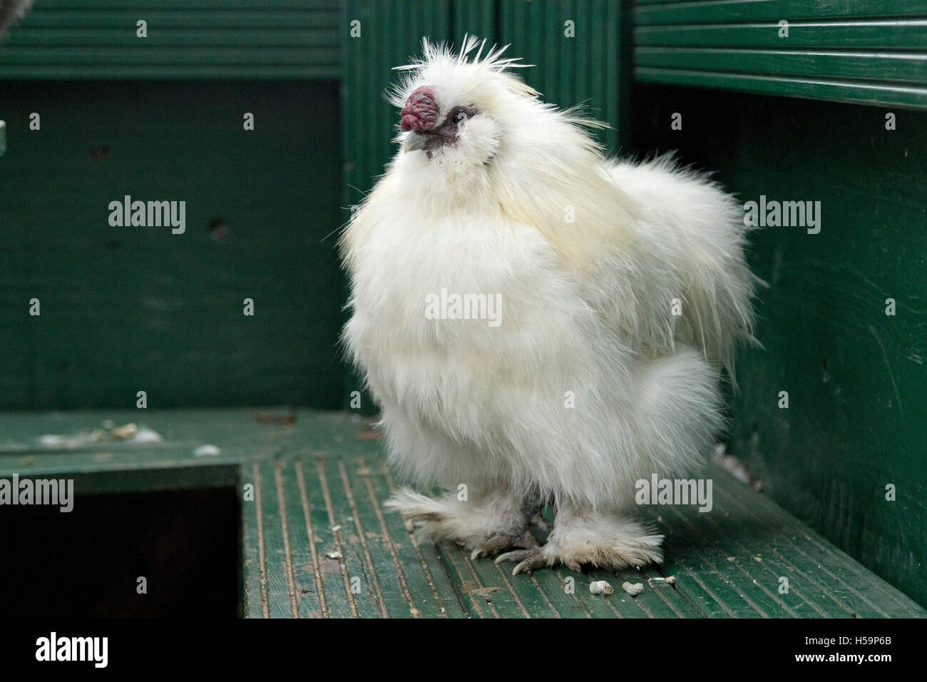 Hamburg chicken hi-res stock photography and images - Alamy