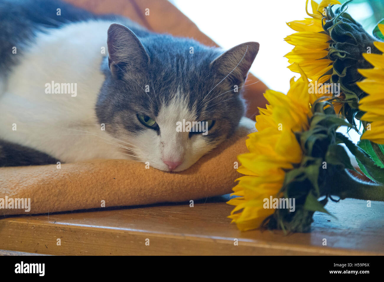 Cat sunflowers hi-res stock photography and images - Alamy