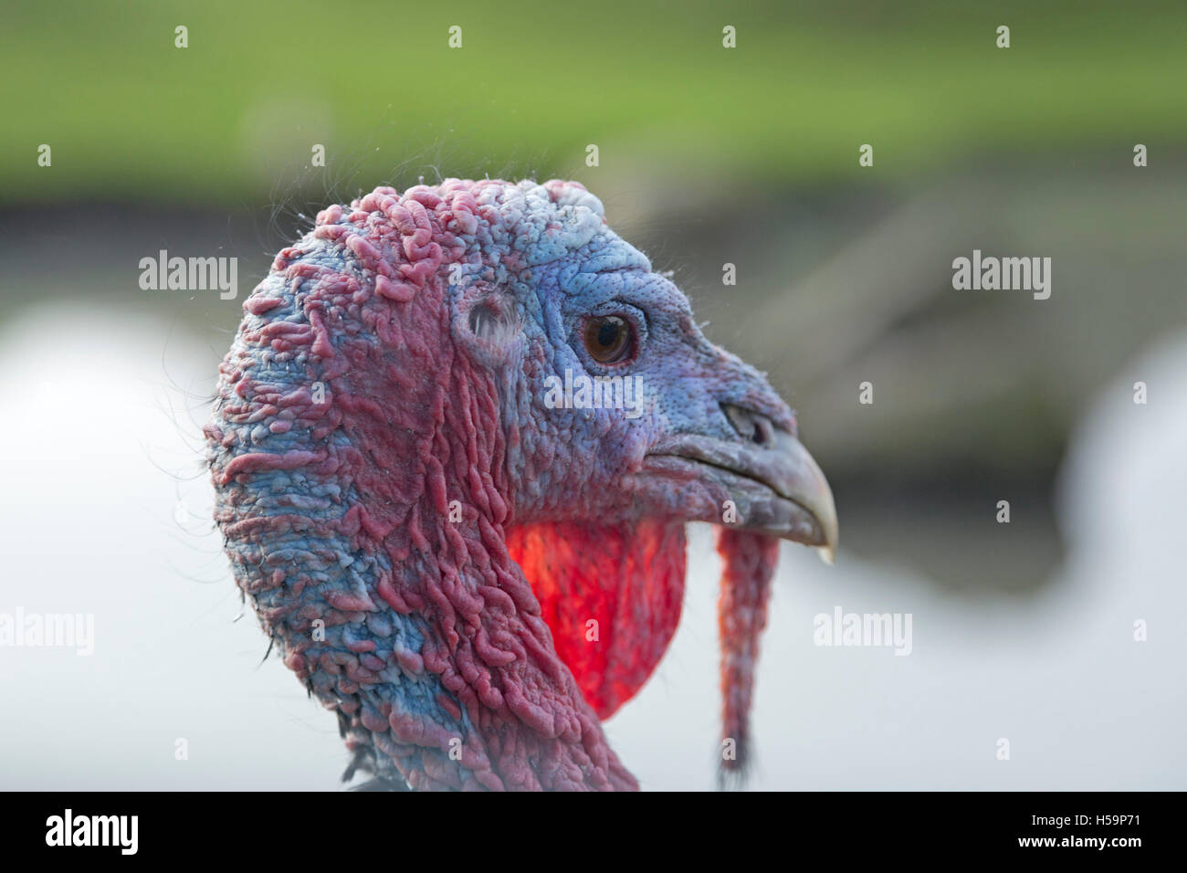 portrait of a turkey Stock Photo - Alamy