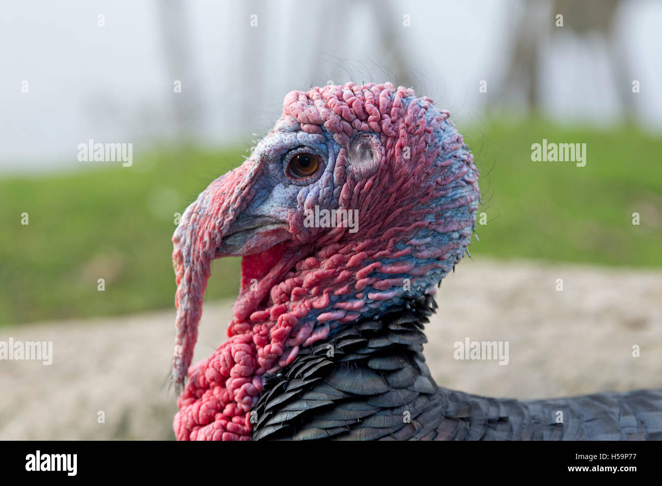 portrait of a turkey Stock Photo - Alamy