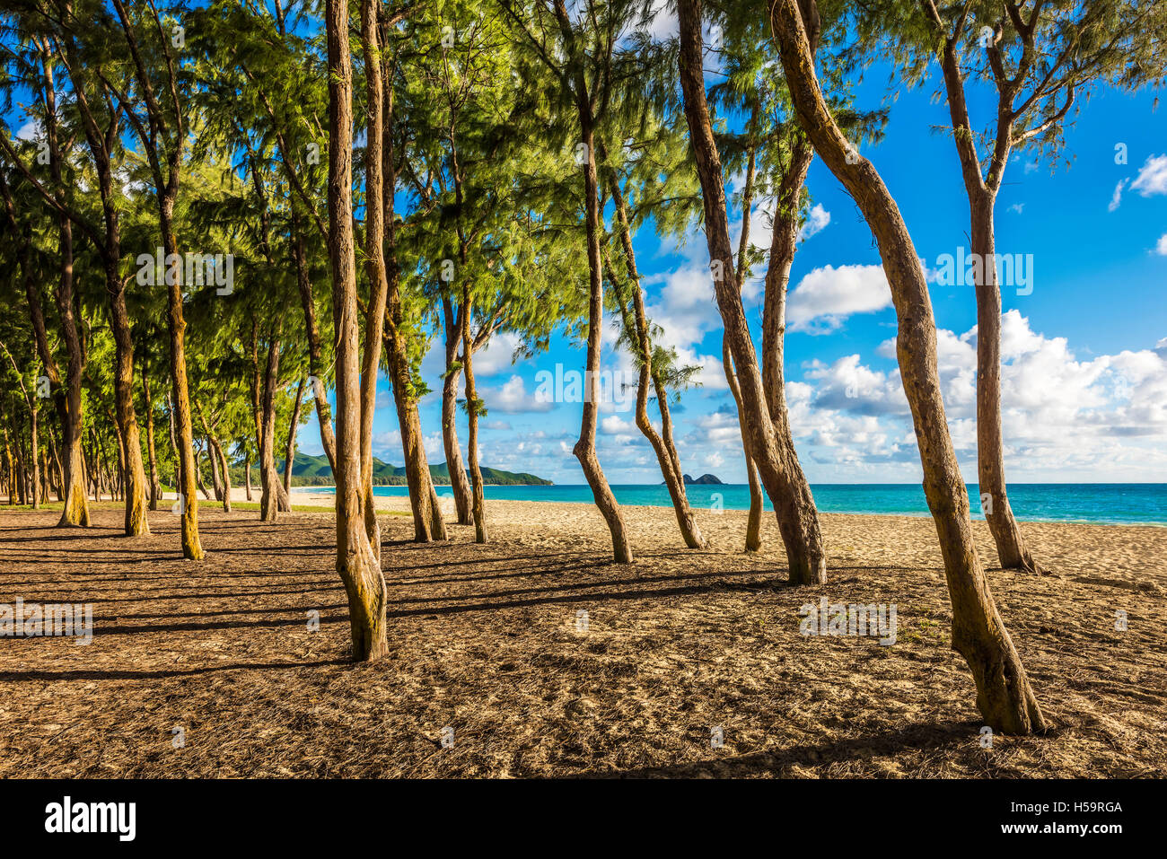 Arbres rivage plage hi-res stock photography and images - Alamy