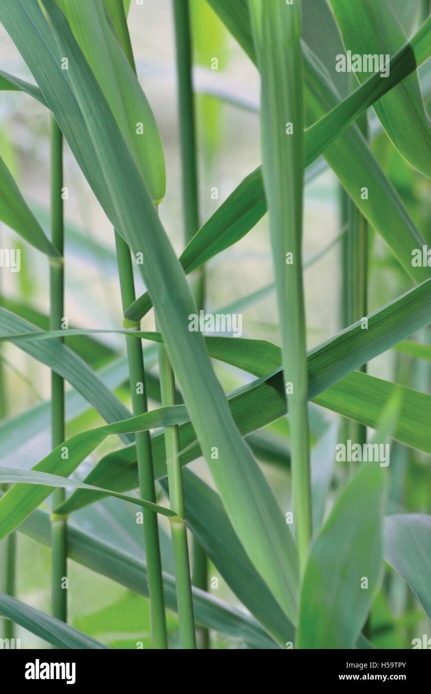 Common Reed Phragmites Leaf Australis Cav. P. Communis Trin. ex Steud ...