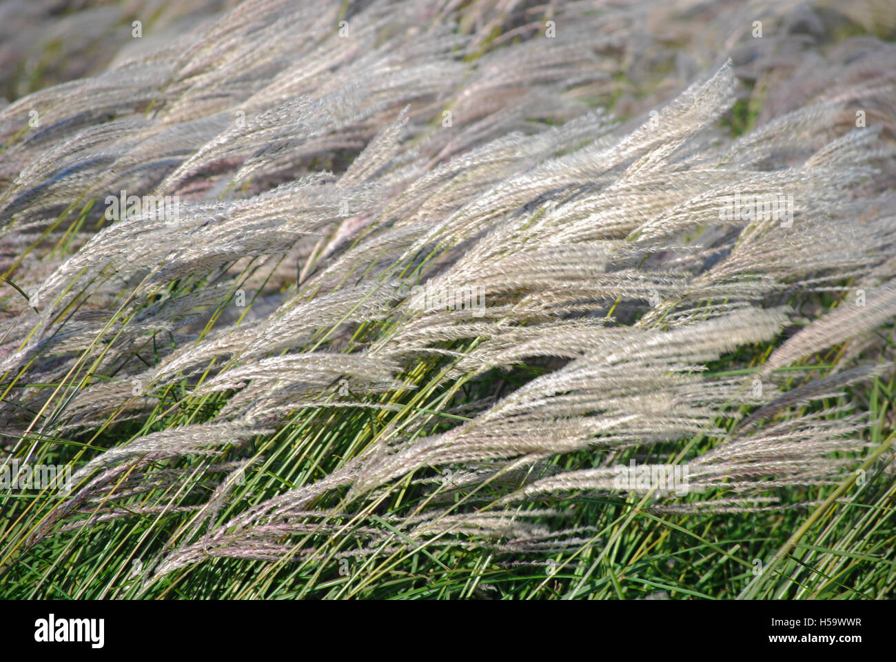 Reed bowing in the wind Stock Photo - Alamy