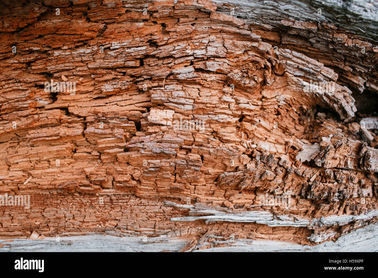 Old rough wood texture. Wooden . background. Tree . . Crack ...