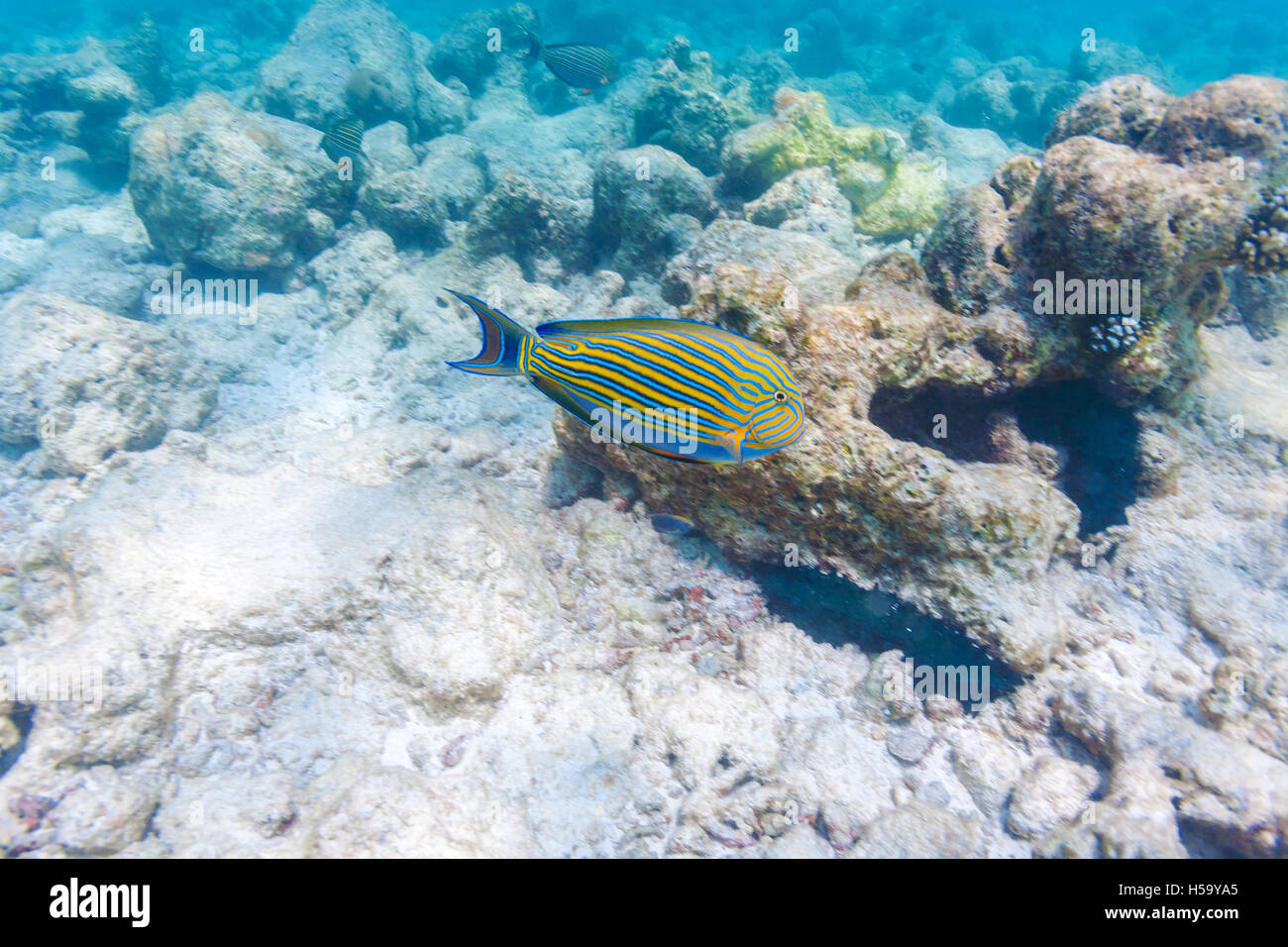 Blue surgeon fish in shallow water near the corals on the seabed ...