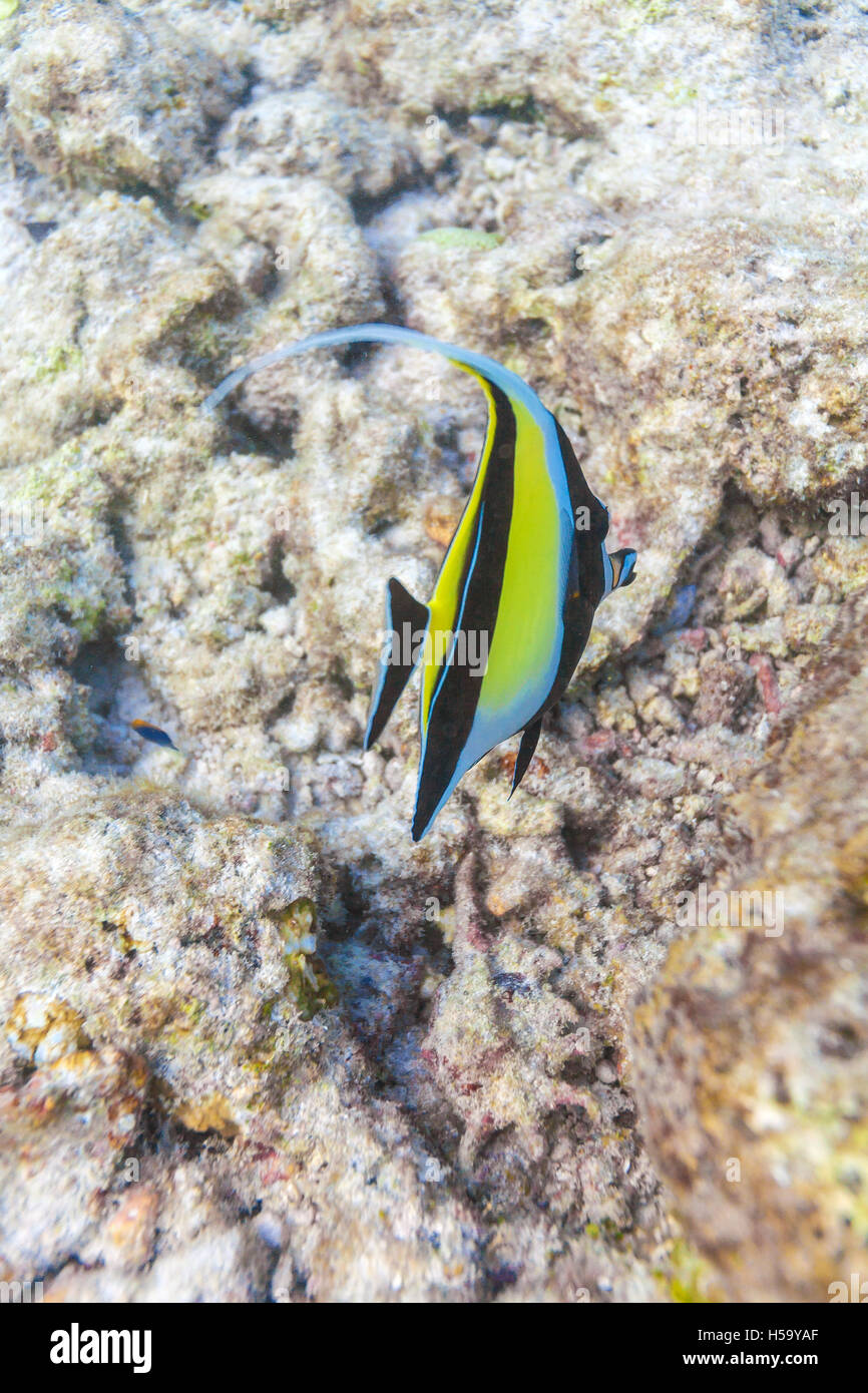 Moorish idol fish in shallow hi-res stock photography and images - Alamy