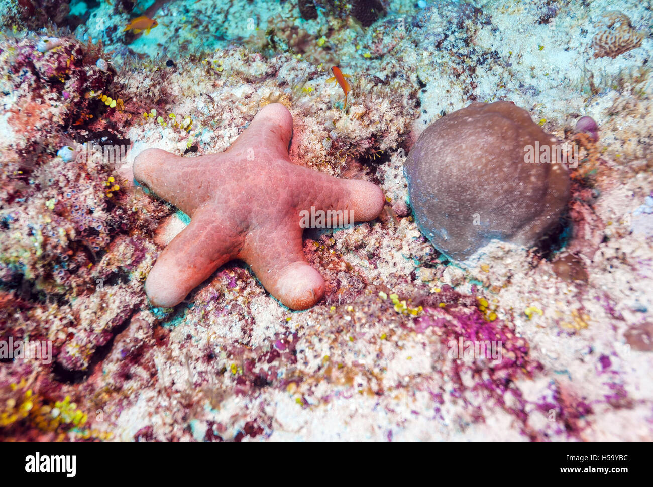 Big red starfish on the ocean floor, Maldives Stock Photo - Alamy