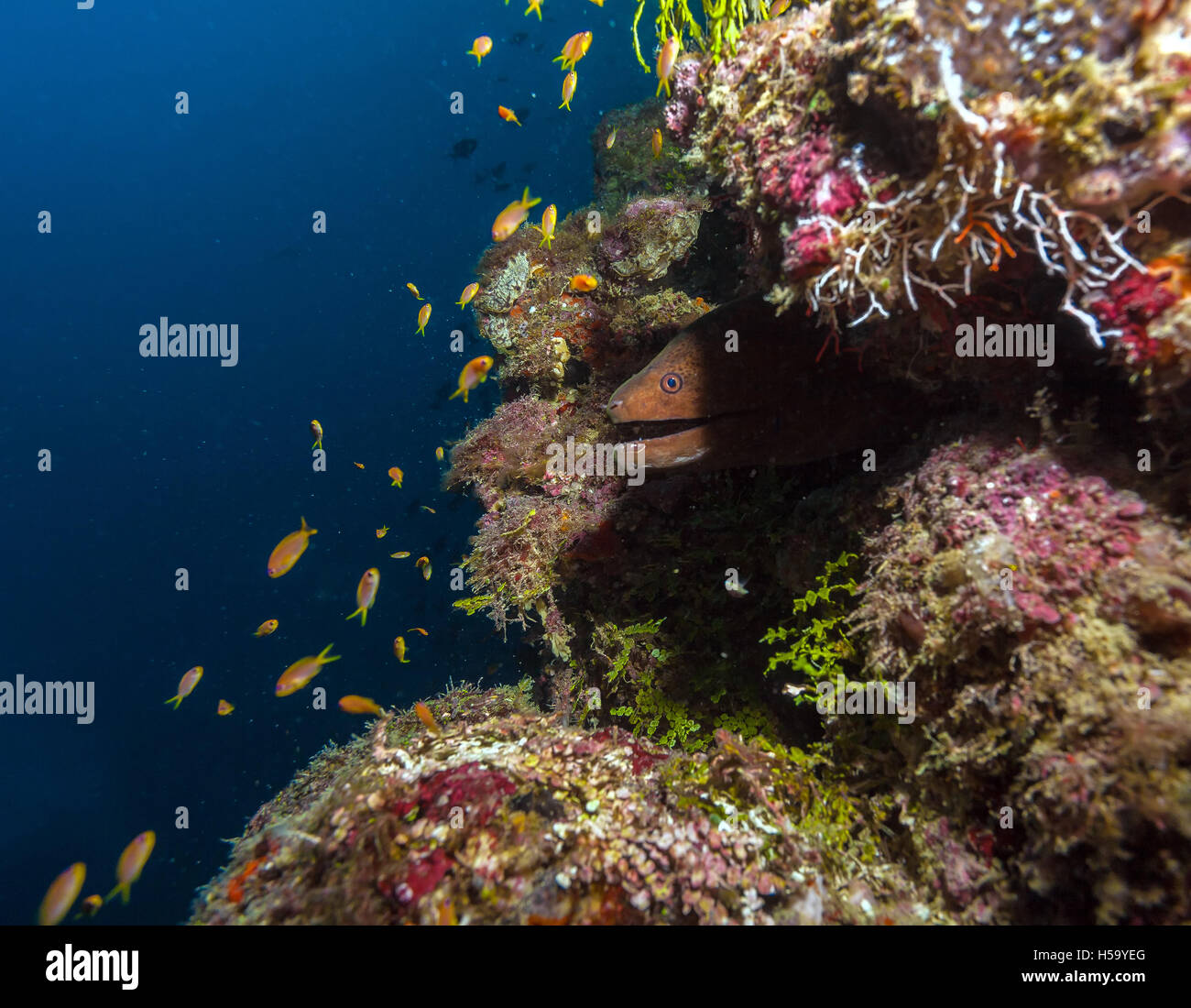 Giant moray eel (Gymnothorax javanicus), Maldives Stock Photo - Alamy