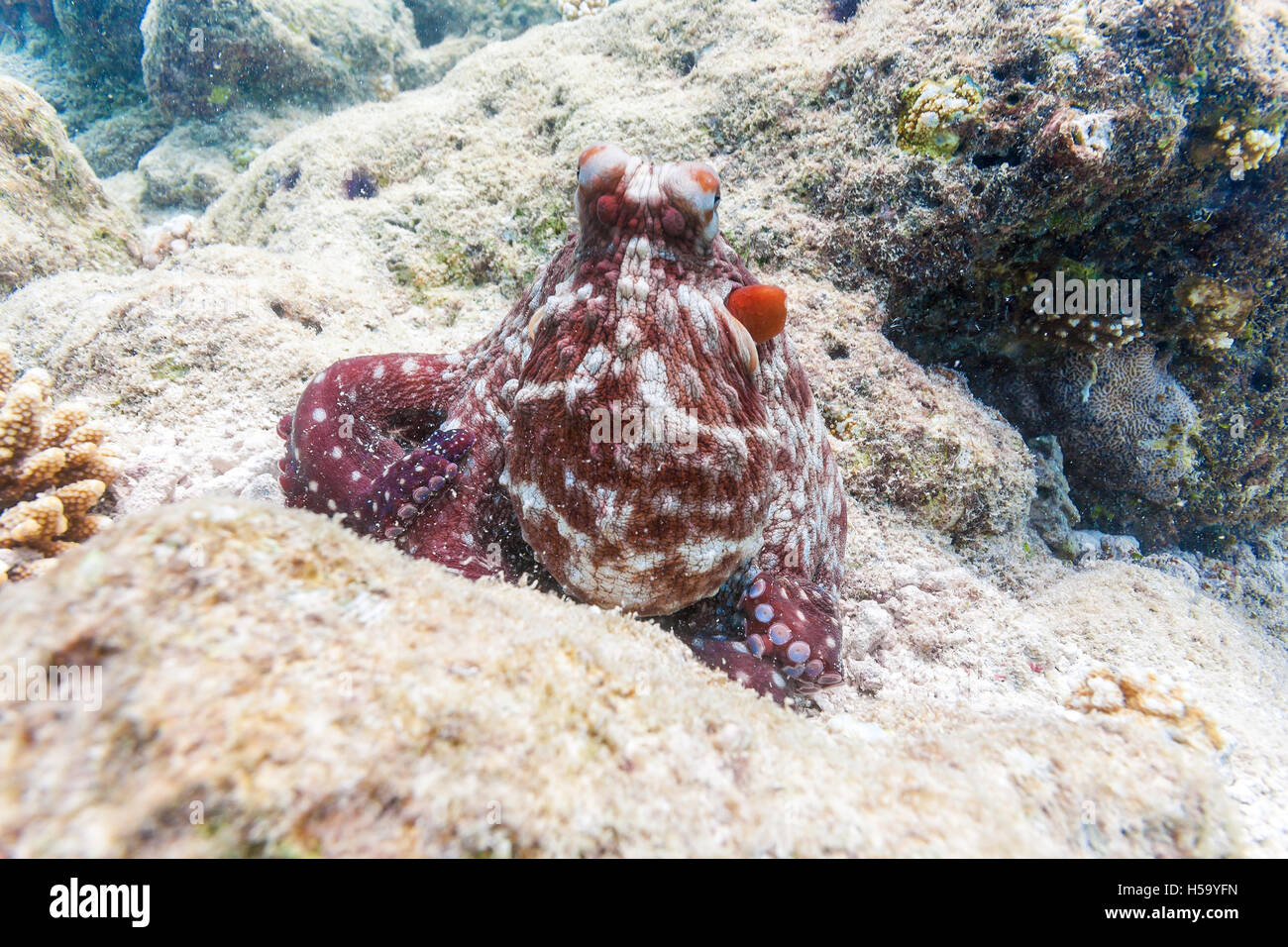 Alive red octopus sitting on coral reef Indian ocean, Maldives Stock ...