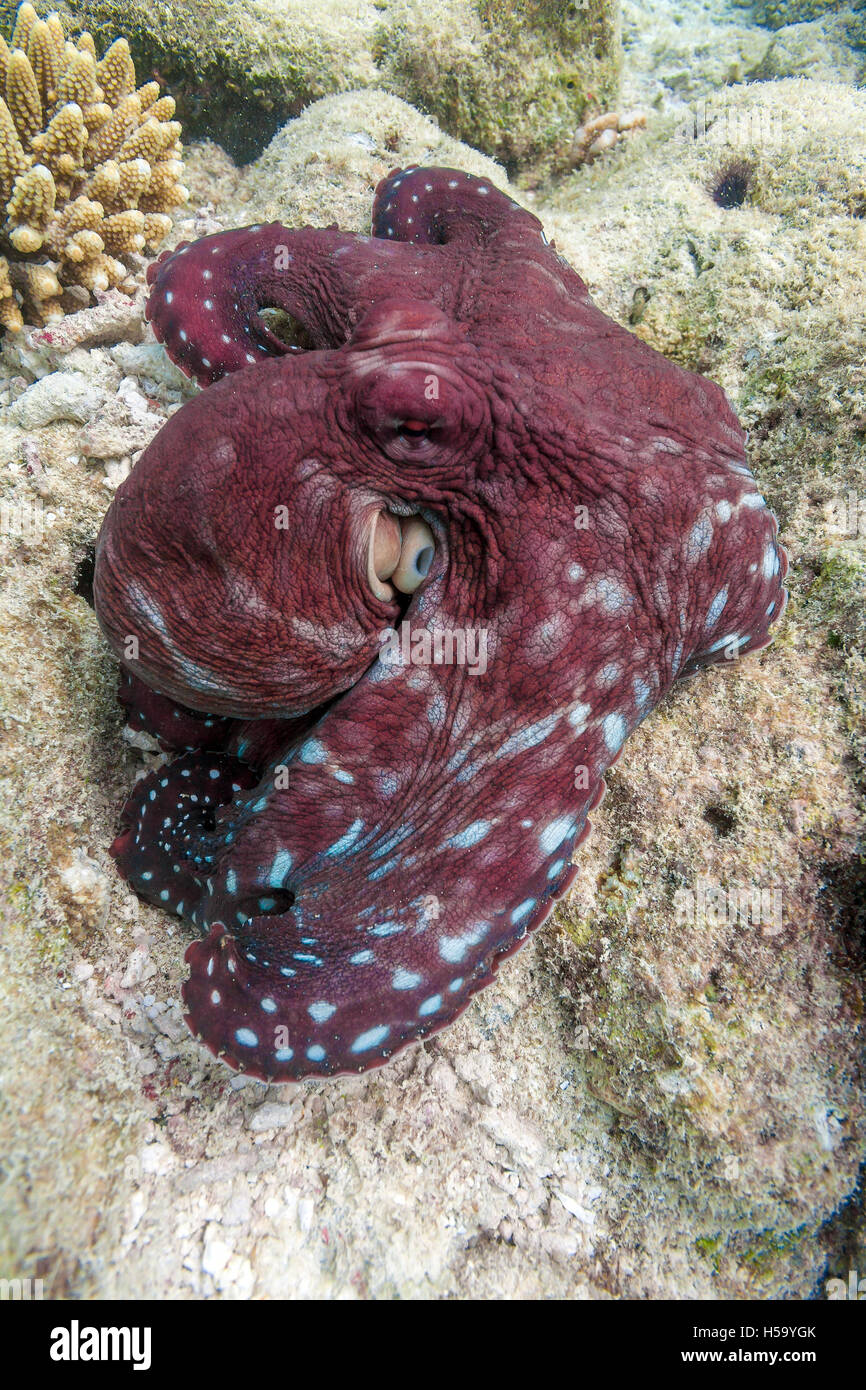 Alive red octopus sitting on coral reef Indian ocean, Maldives Stock ...