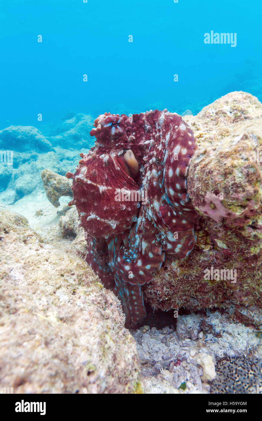 Alive red octopus sitting on coral reef Indian ocean, Maldives Stock ...