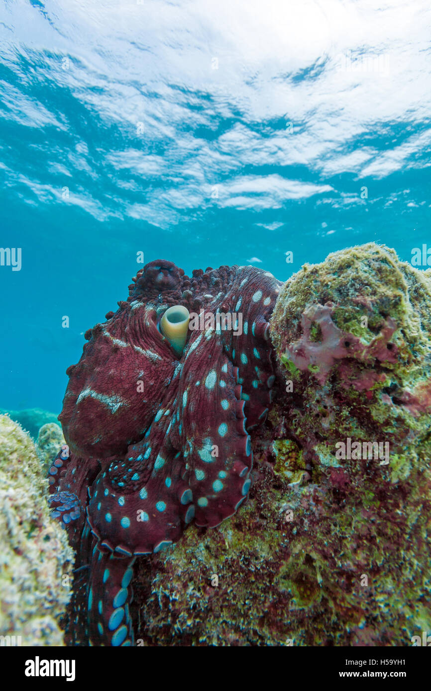 Alive red octopus sitting on coral reef Indian ocean, Maldives Stock ...