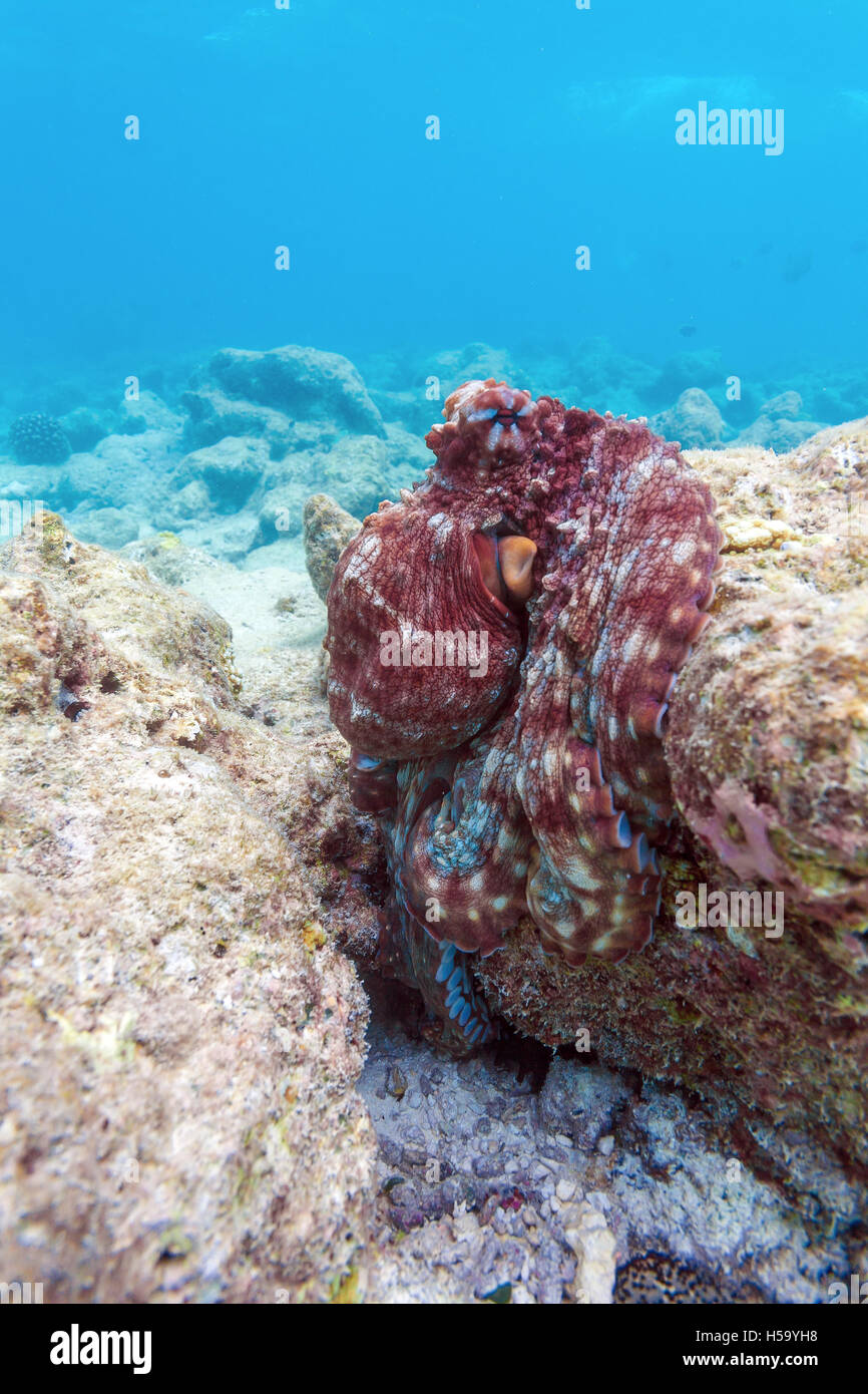 Octopus Tentacles Alive High Resolution Stock Photography and Images ...