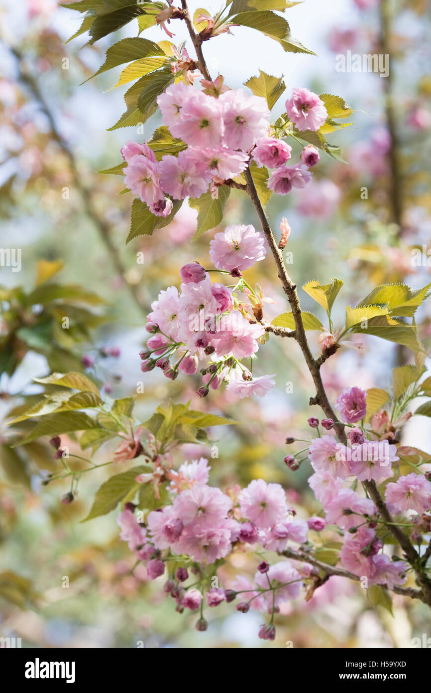 Prunus 'Fugenzo' blossom in Spring. Cherry blossom in an English garden ...
