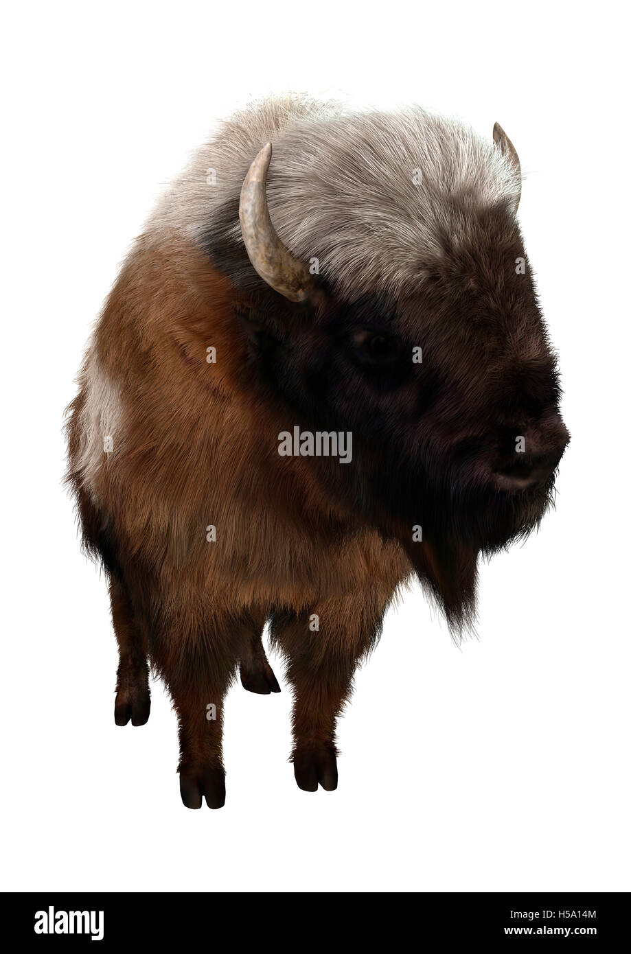 3D rendering of an American bison isolated on white background Stock ...