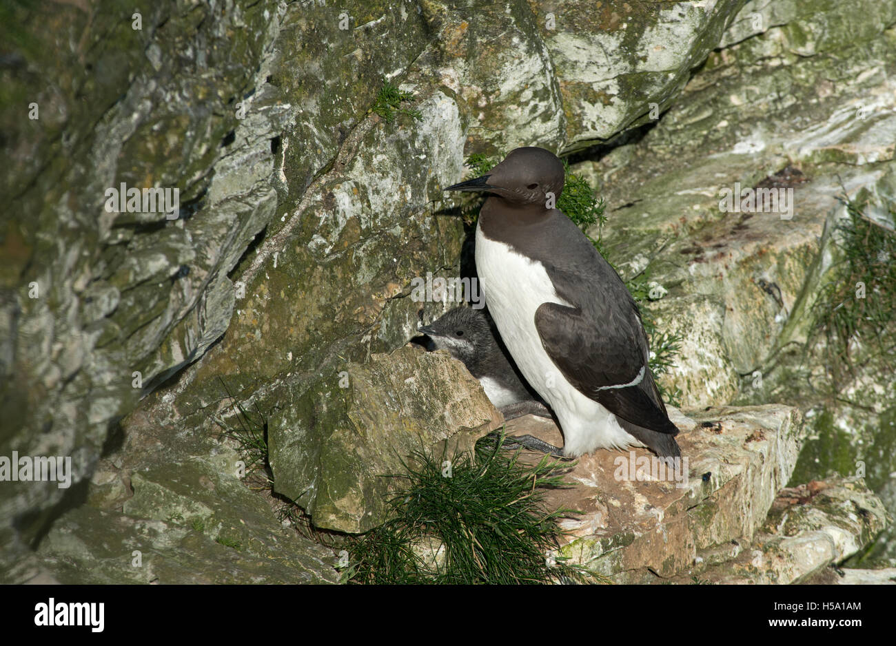 Common guillemot uria aalge adult pair hi-res stock photography and ...