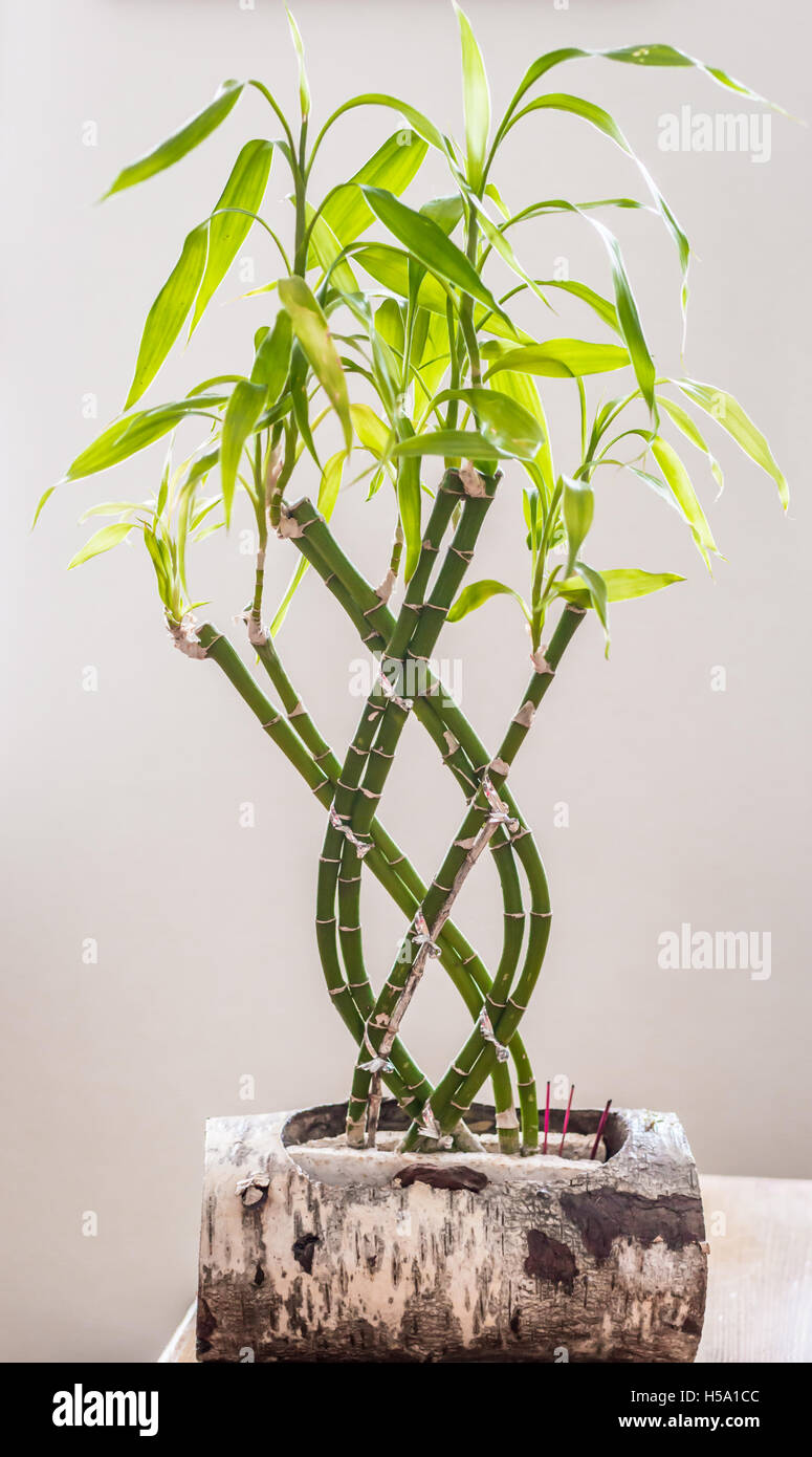 Beautiful bamboo tree with green leaves Stock Photo - Alamy