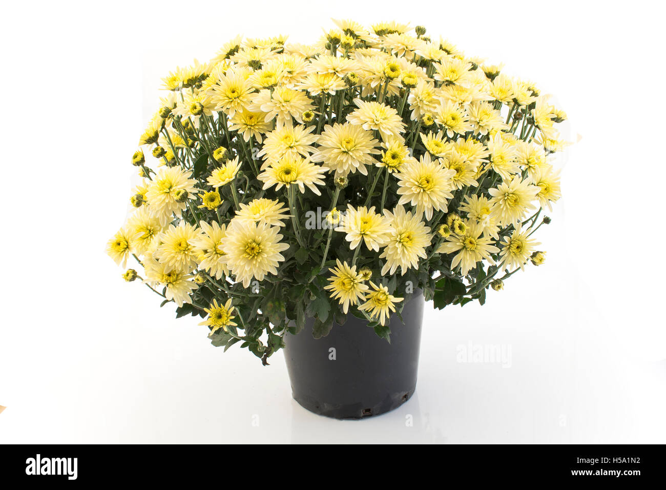 Yellow Chrysanthemum Potted Isolated on White Stock Photo - Alamy