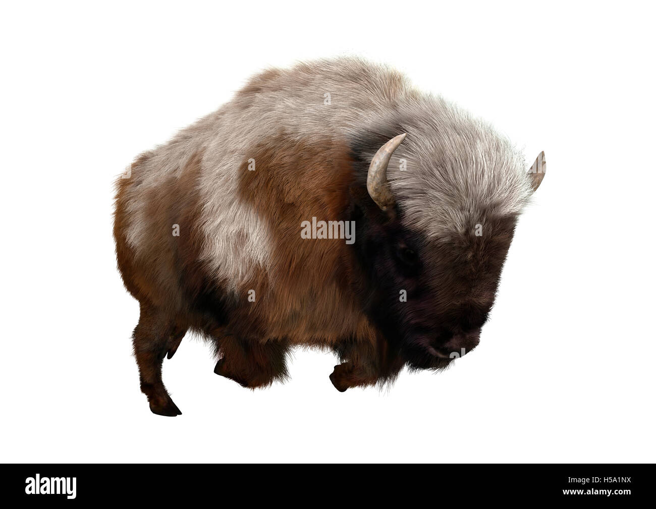 3D rendering of an American bison isolated on white background Stock ...