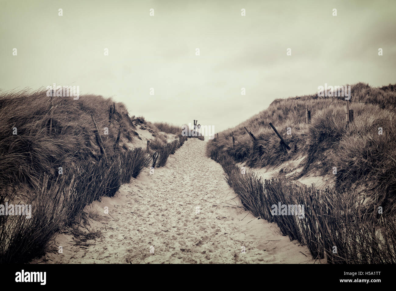 footpath through dunes Stock Photo - Alamy