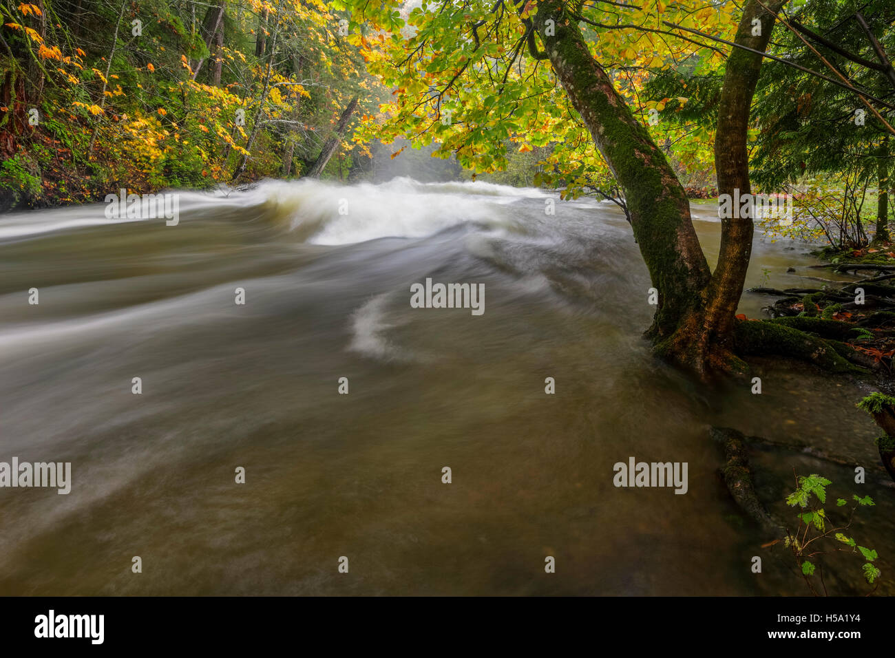 Waterfall and autumn trees on Millstone river-Nanaimo, British Columbia ...