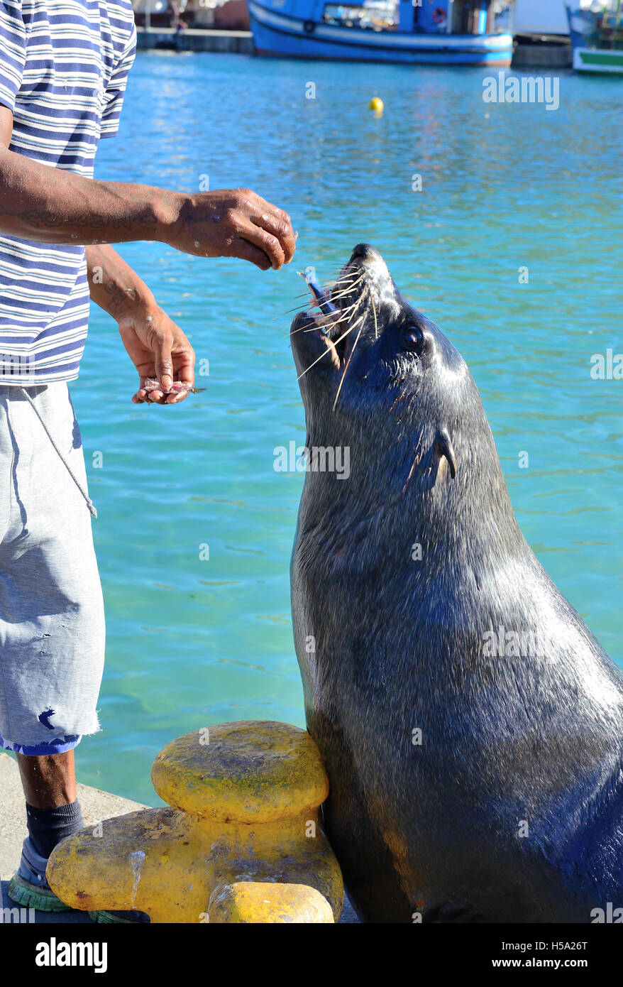 Man commonly known as the 'seal man' of Hout Bay feeding seal with fish ...