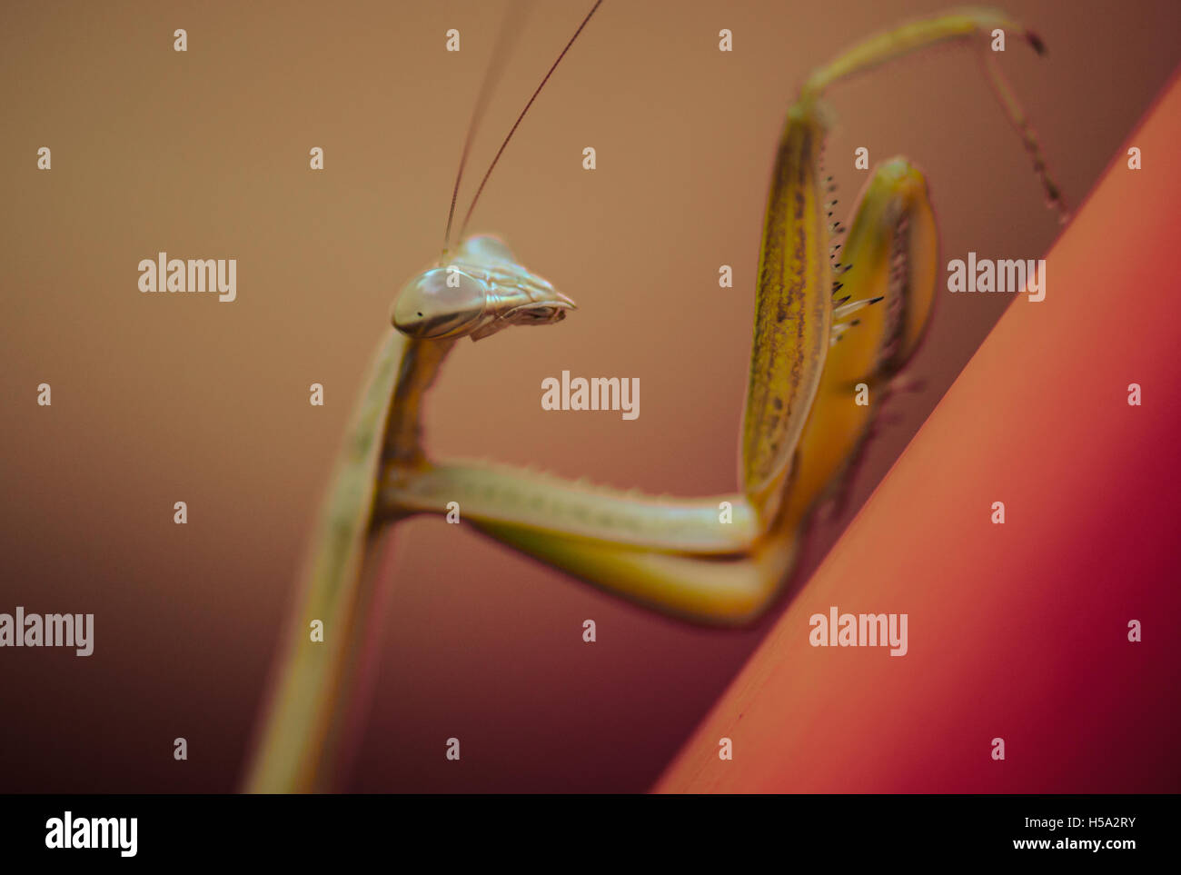 Portrait of praying mantis Stock Photo - Alamy