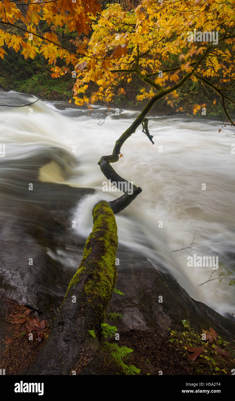 Waterfall and autumn trees on Millstone river-Nanaimo, British Columbia ...