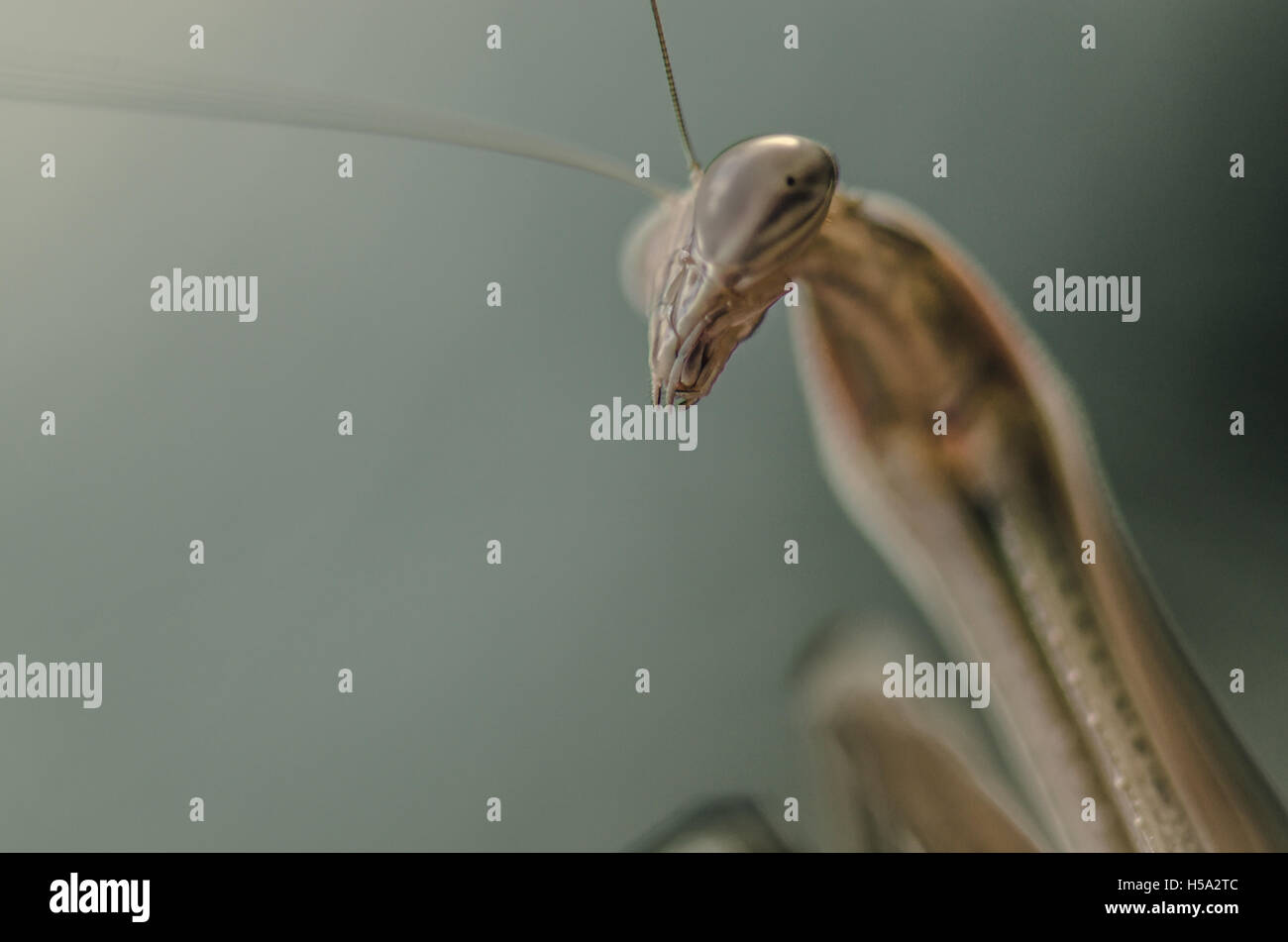 Portrait of praying mantis Stock Photo - Alamy