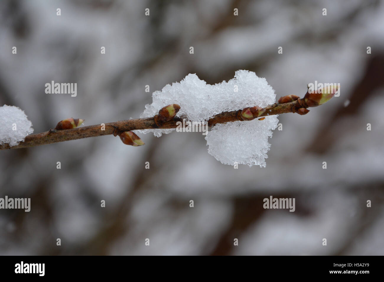 snow on branch with buds gooseberry Stock Photo - Alamy