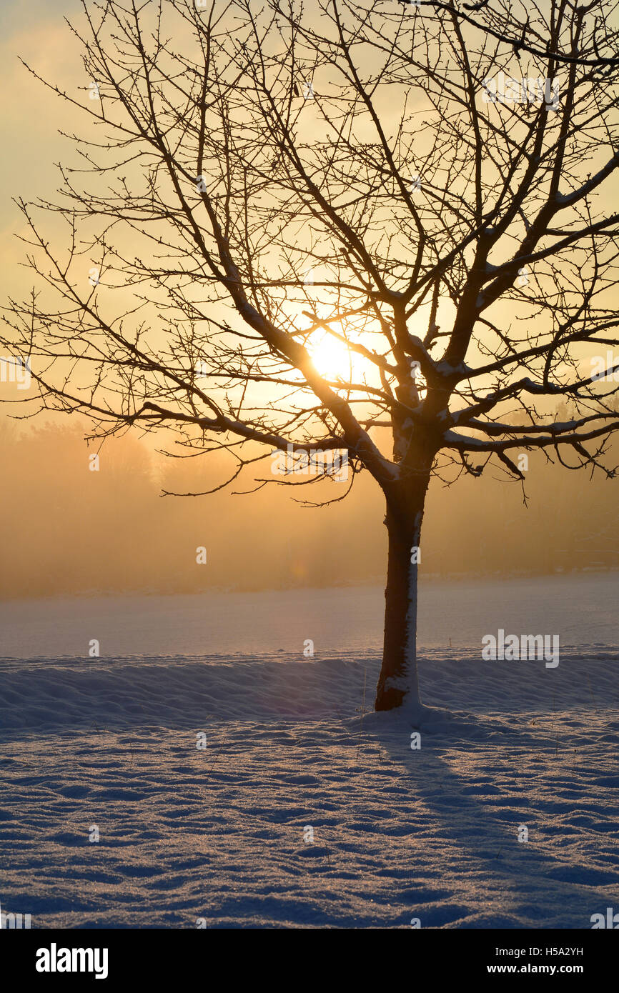 Tree fog decay hi-res stock photography and images - Alamy