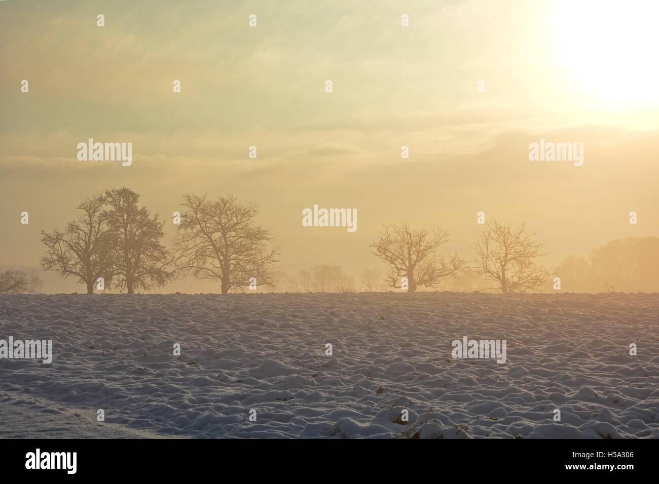 Winter decay hi-res stock photography and images - Alamy
