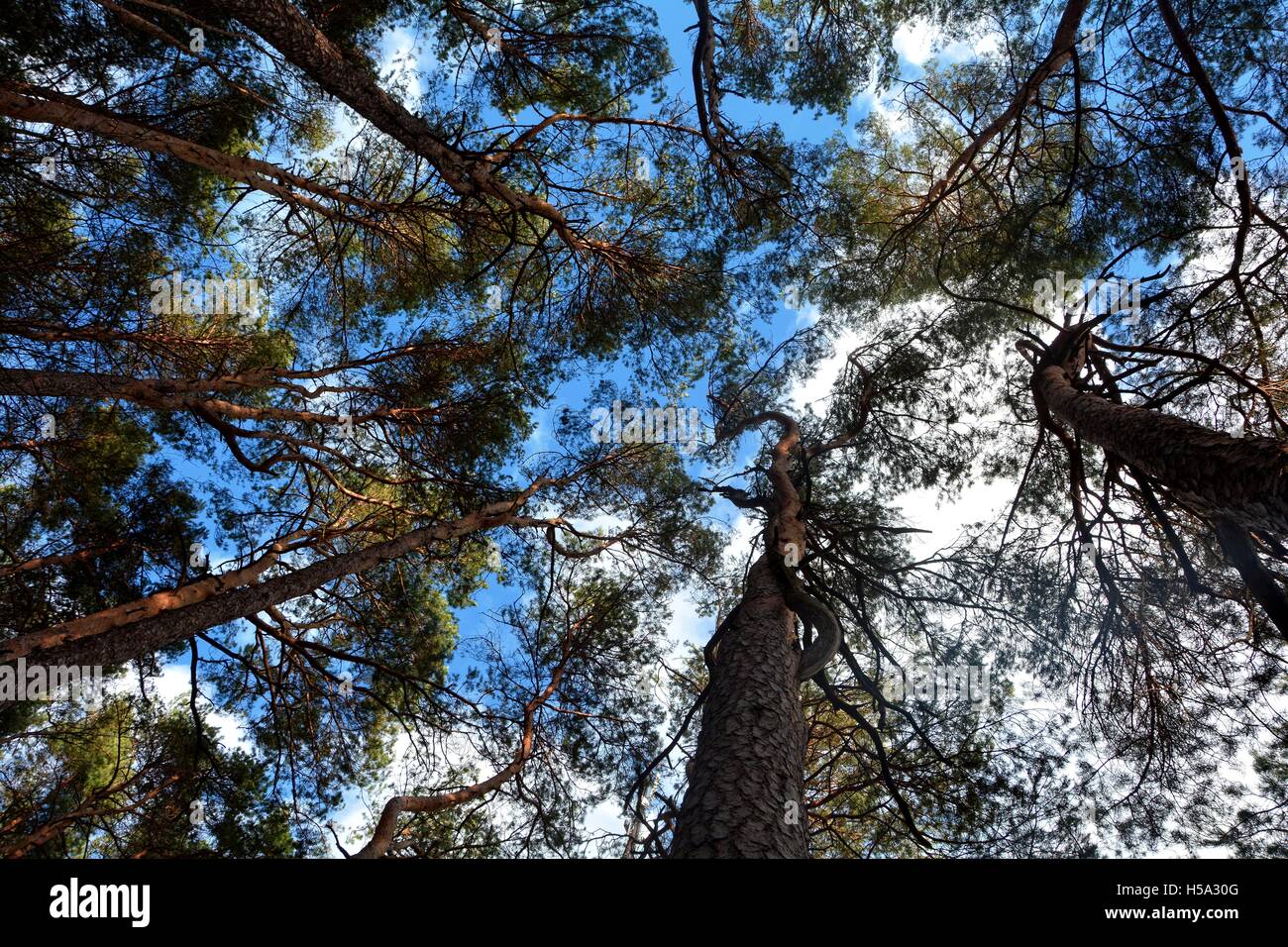 sky and tops of the trees Stock Photo - Alamy