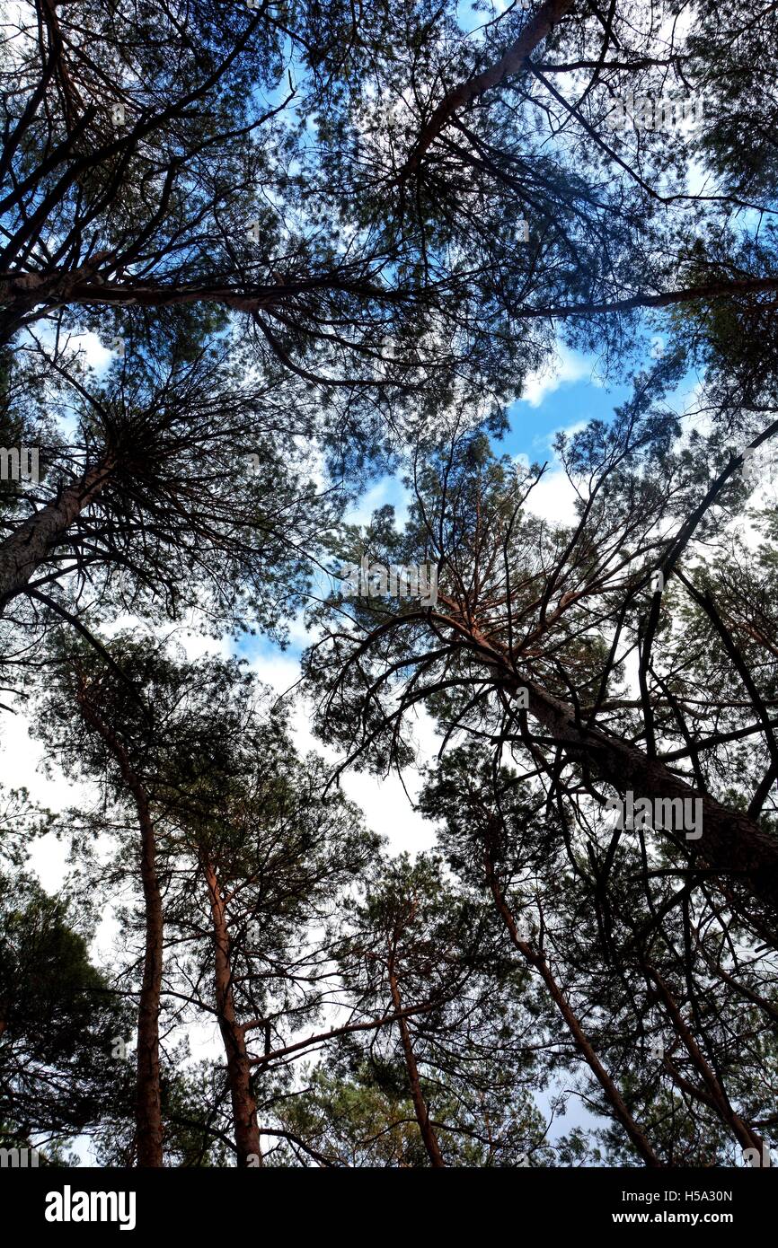 sky and tops of the trees Stock Photo - Alamy