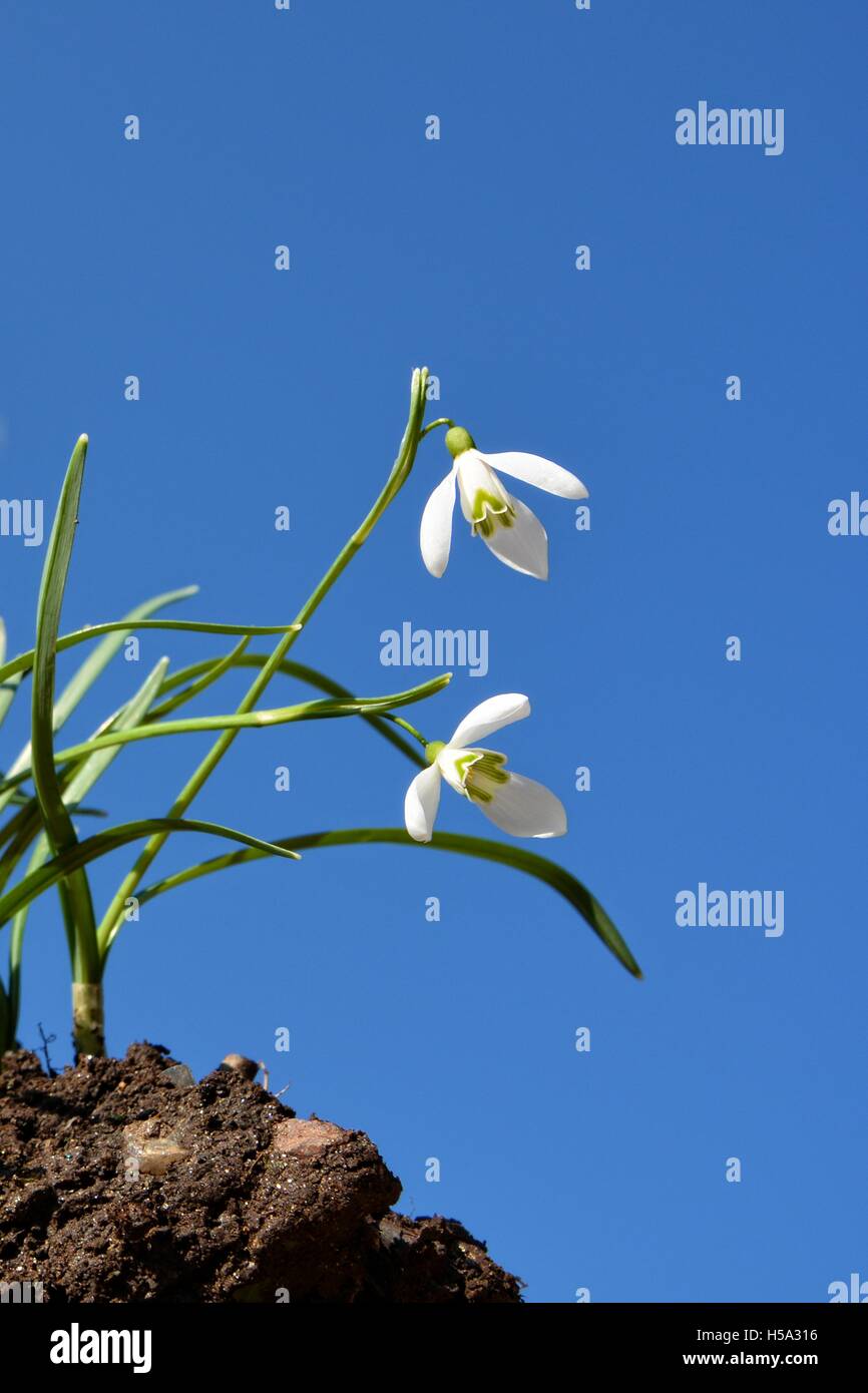 Two snowdrops with grasses and earth against a blue sky Stock Photo - Alamy
