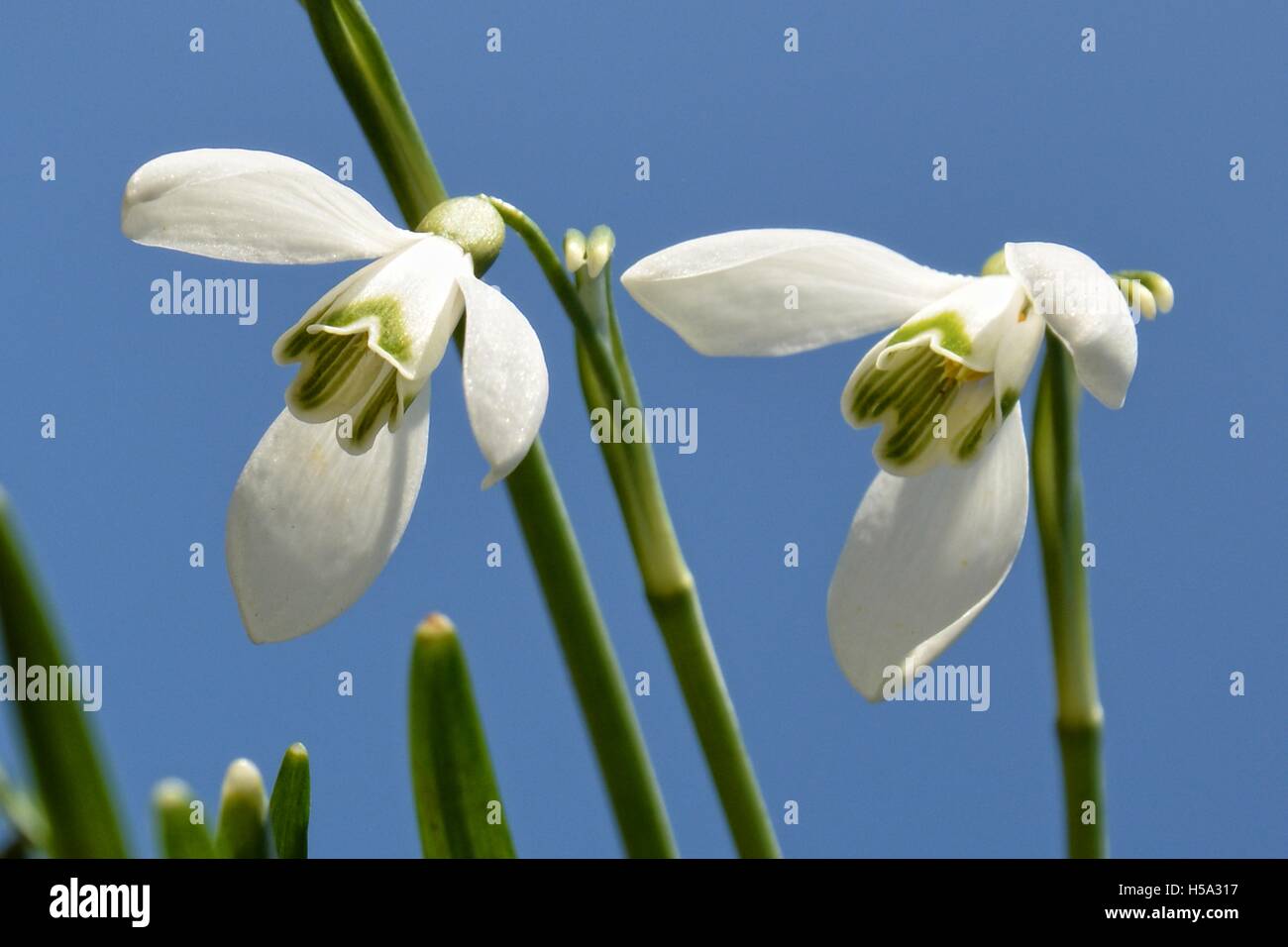 Two snowdrops with grasses against a blue sky Stock Photo - Alamy