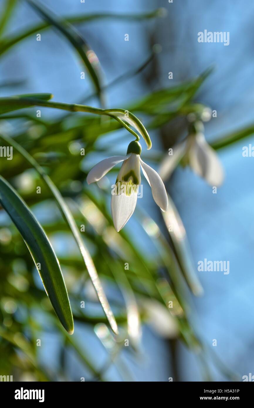 snowdrops with grasses against a blue sky Stock Photo - Alamy