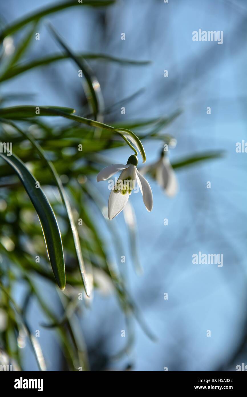 snowdrops with grasses against a blue sky Stock Photo - Alamy