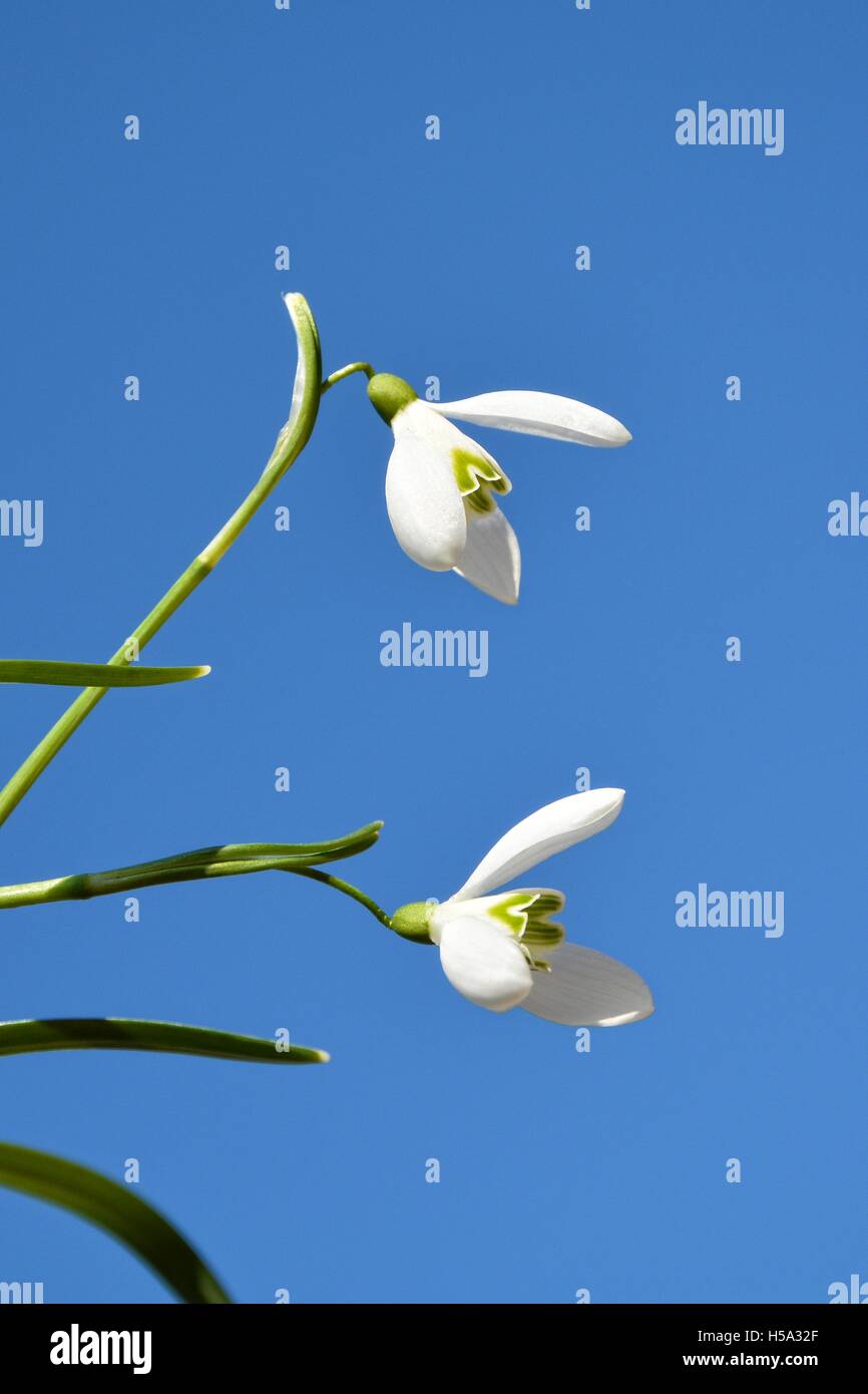 Two snowdrops with grasses against a blue sky Stock Photo - Alamy