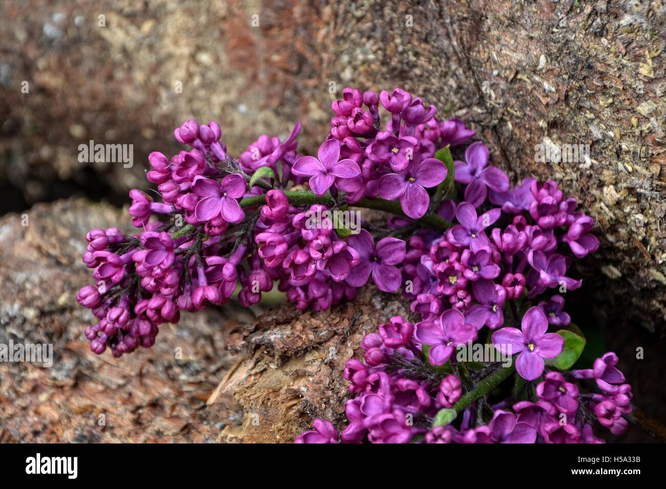 Lilac branch on tree branch Stock Photo - Alamy