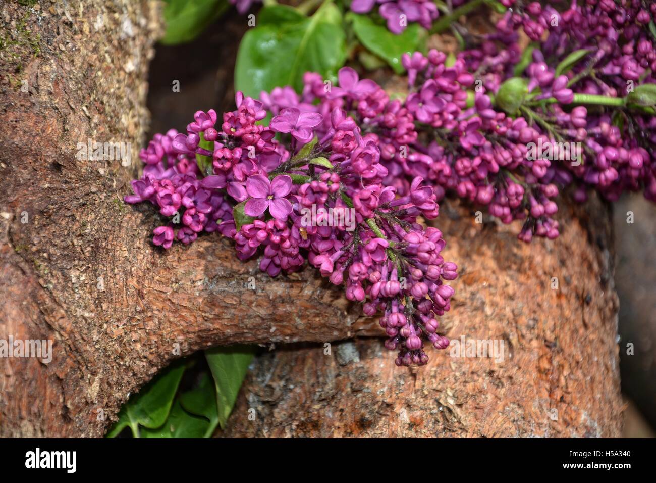 Lilac branch on tree branch Stock Photo - Alamy