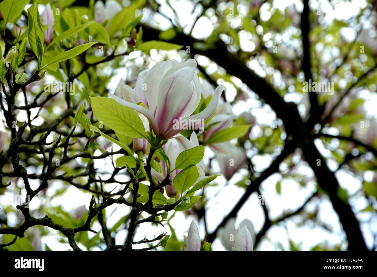 Pretty white Magnolia blossoms on the tree Stock Photo - Alamy