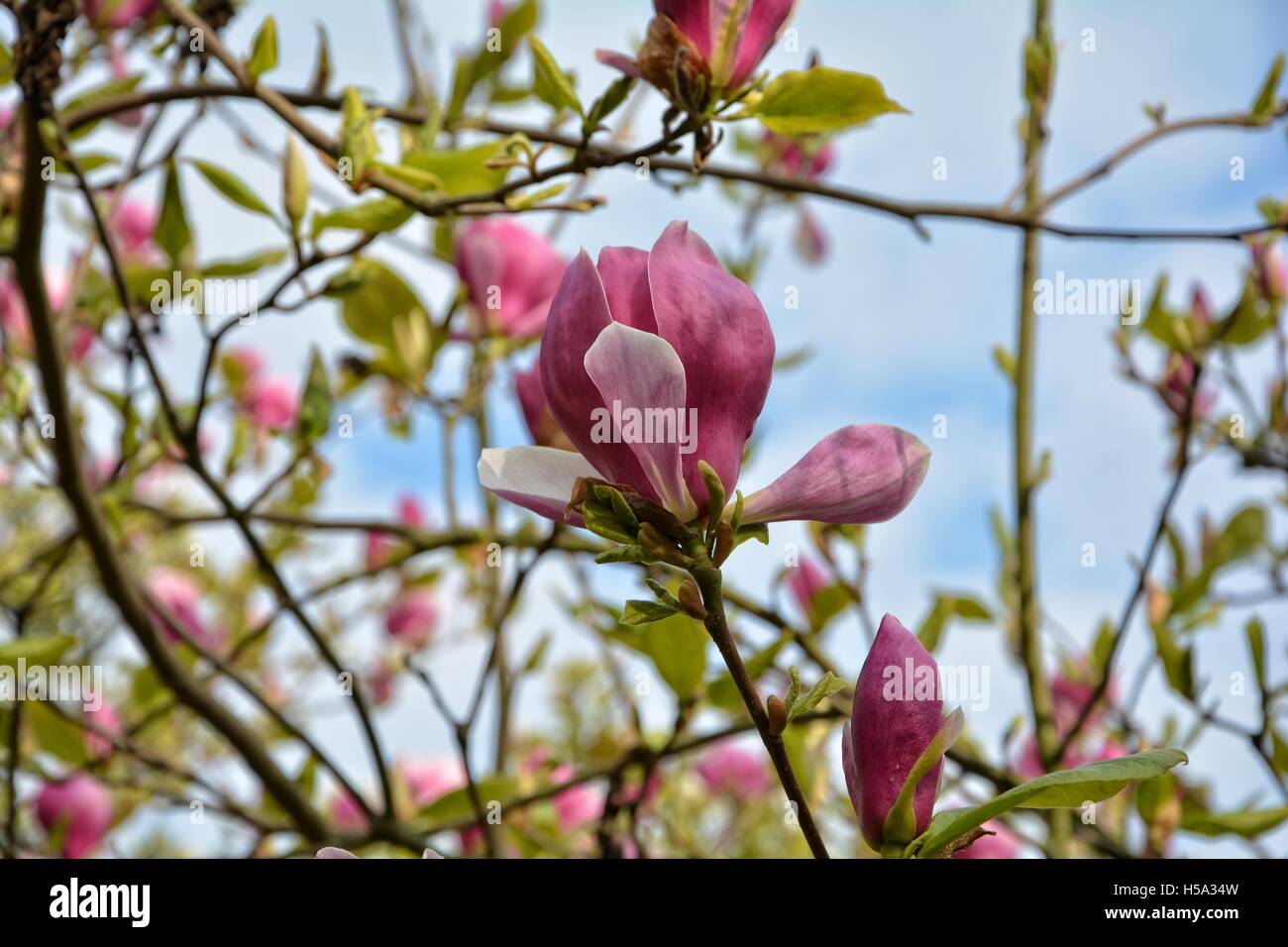 Pretty pink Magnolia blossoms on the tree Stock Photo - Alamy