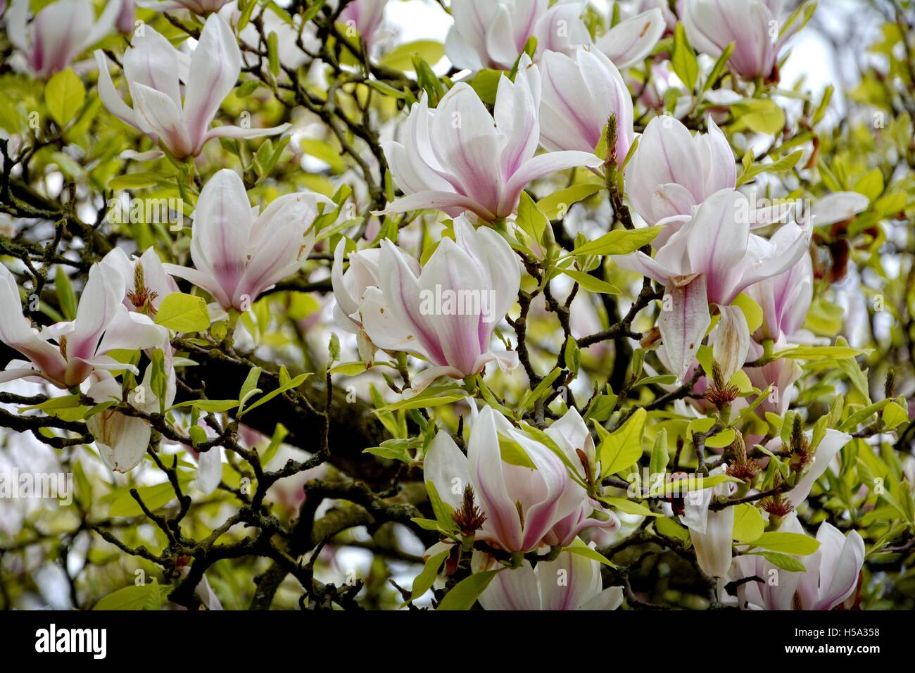 Pretty white Magnolia blossoms on the tree Stock Photo - Alamy